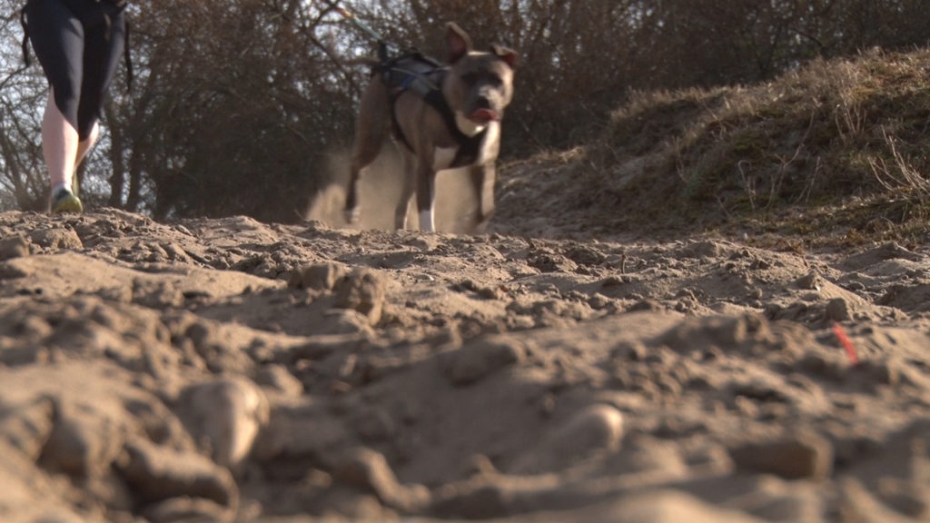 Hardlopen met je hond in Hoek van Holland - OPEN Rotterdam