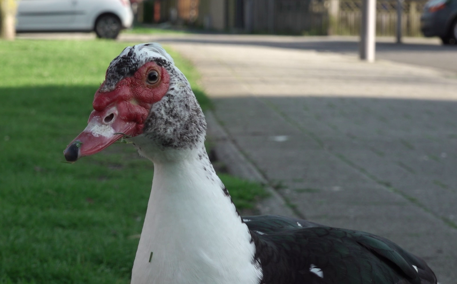 Muskuseend slachtoffer van snelheidsduivels Pernis: ‘Binnenkort is het ...