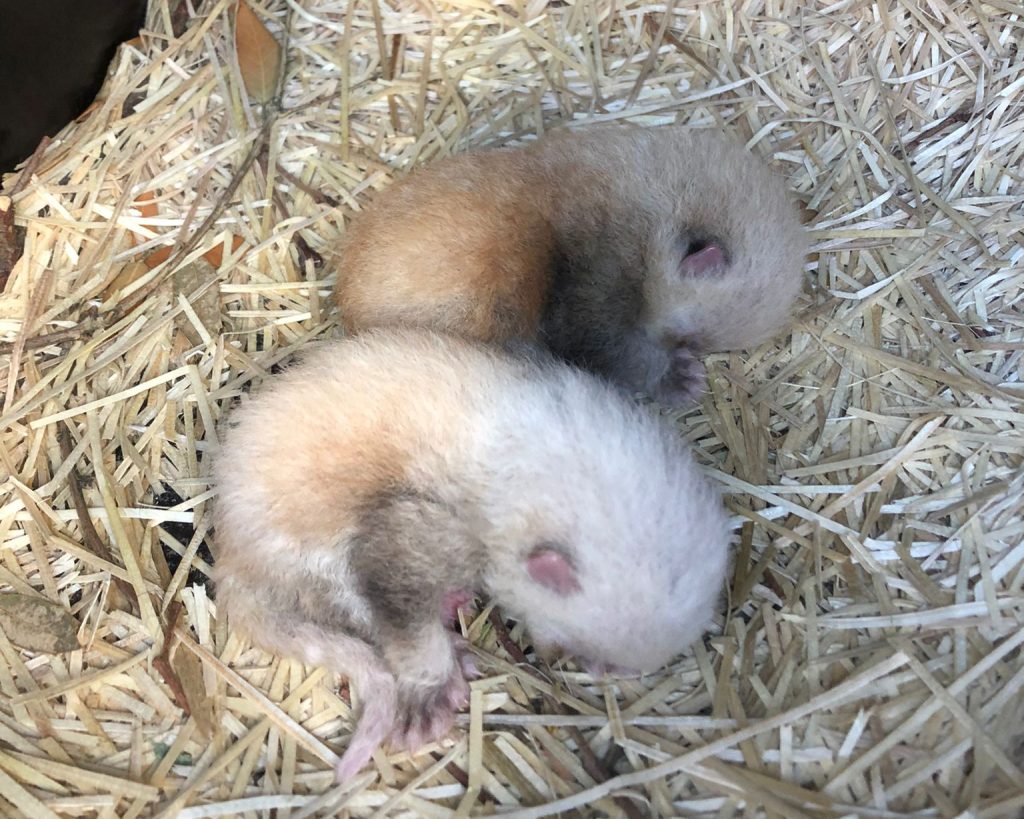 Diergaarde Blijdorp verwelkomt twee baby rode panda’s - OPEN Rotterdam