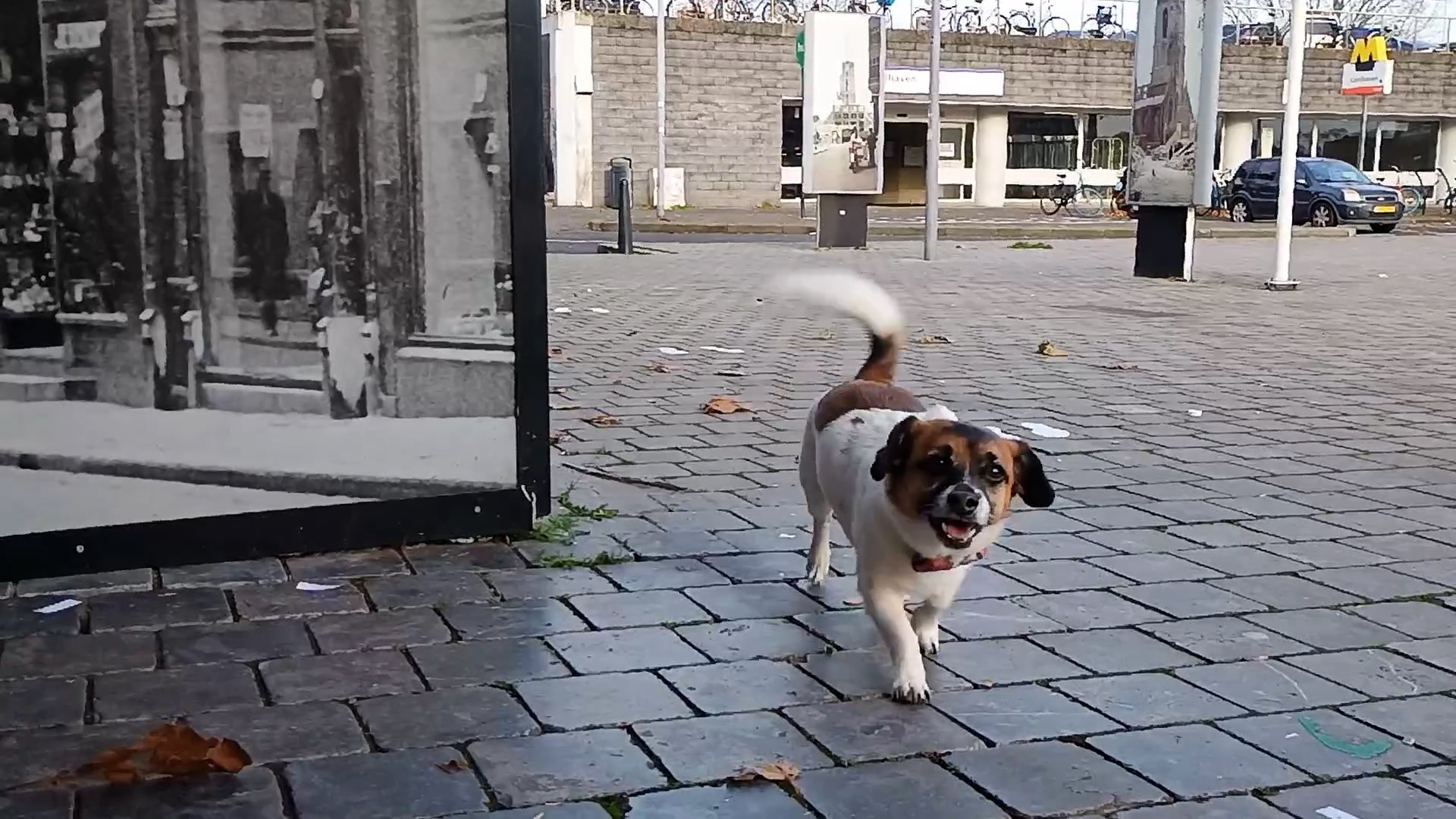 Vlogger Viola en hondje Barry gaan samen naar Museum Rotterdam op ...