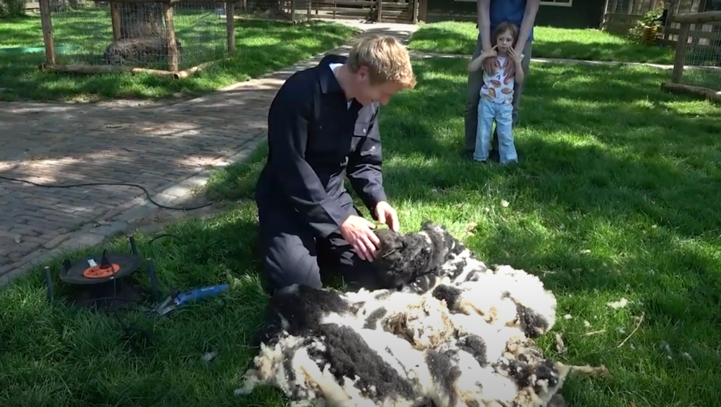 Demonstratie schapen scheren op Stadsboerderij De Molenwei in TV ZUID ...