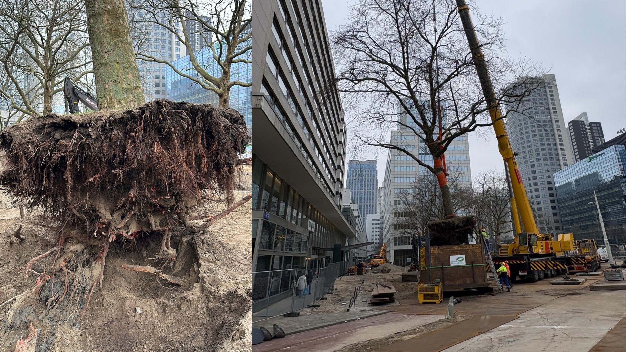 Iconische platanen bij Hilton verplaatst naar nieuwe locatie in het ...